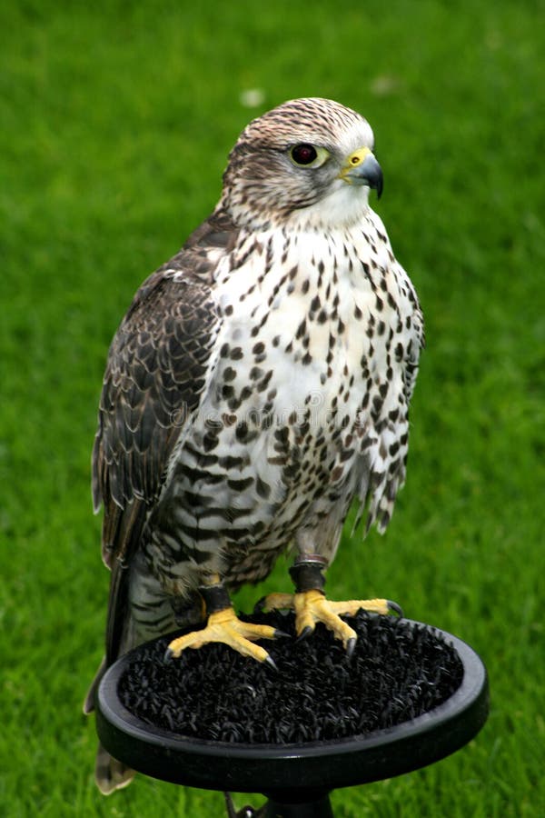 Falk fotografering för bildbyråer. Bild av jakt, falk - 10744533
