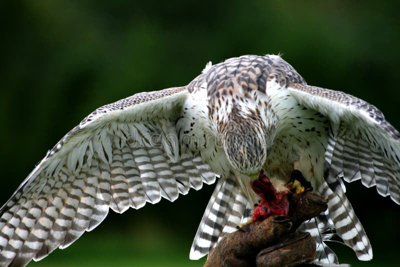 Falk fotografering för bildbyråer. Bild av jakt, falk - 10744533