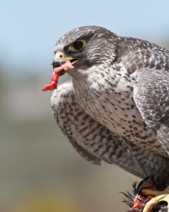 Falk fotografering för bildbyråer. Bild av falconry, byte - 19851429