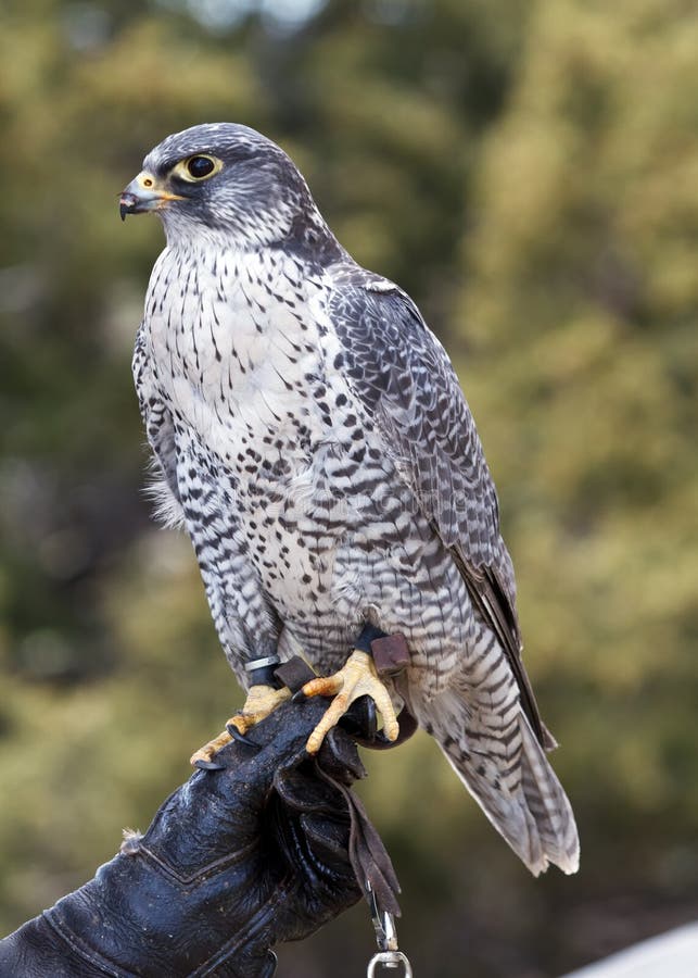 Falk arkivfoto. Bild av djurliv, natur, falk, äta, härlig - 19851446