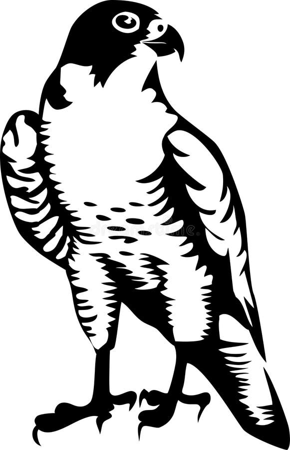 Falk vektor illustrationer. Illustration av fjäder, peregrin - 30759719
