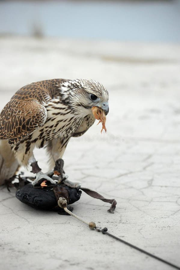 Falk arkivfoto. Bild av rovdjur, jordluckrare, afrika - 35114762