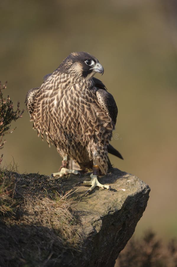 Falk fotografering för bildbyråer. Bild av peregrin, rovdrift - 43101619