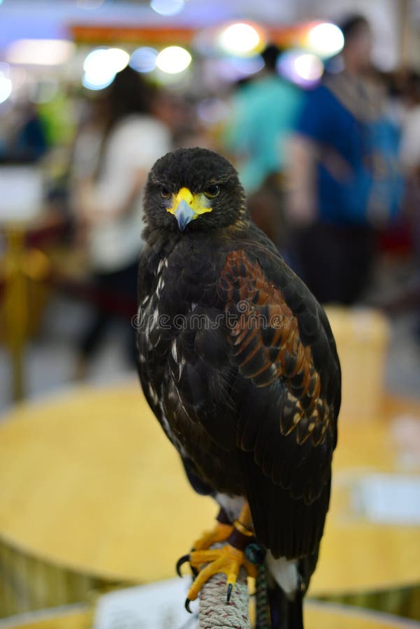 Falk fotografering för bildbyråer. Bild av köttätare - 52491105