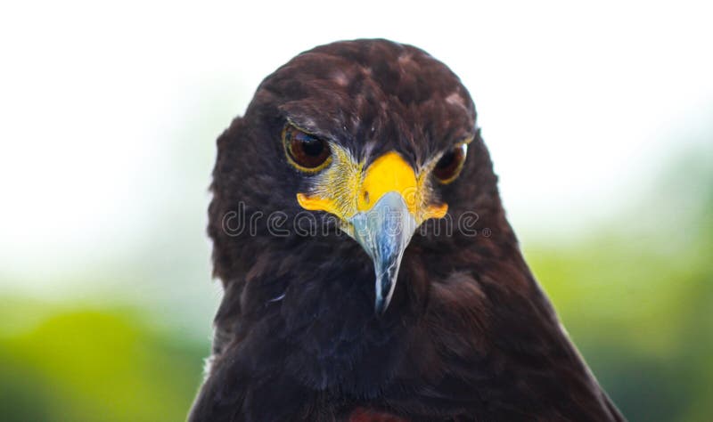 Falk fotografering för bildbyråer. Bild av studio, öga - 58014979
