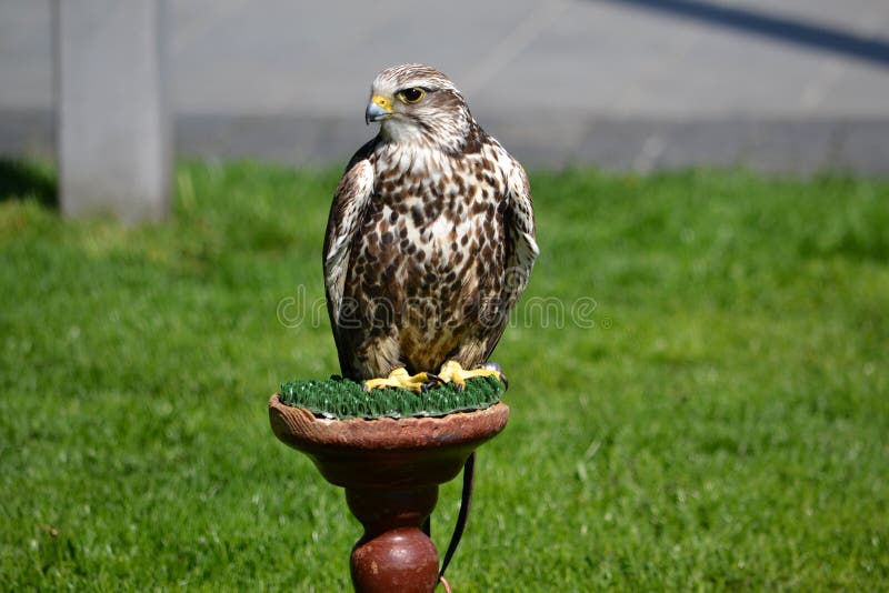 Falk arkivfoto. Bild av natt, skogsbruk, falk, natur - 71463064
