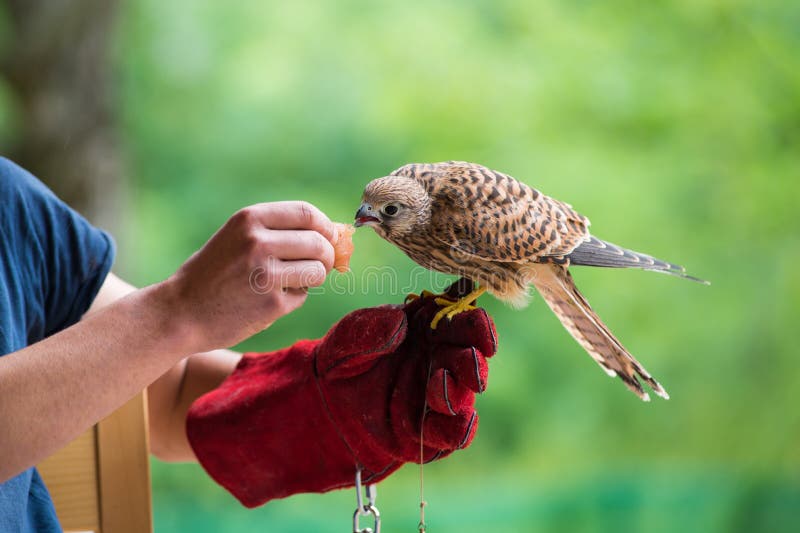 Falk fotografering för bildbyråer. Bild av organism, hobbyer - 97859627