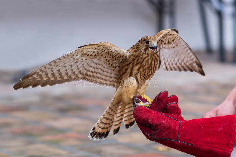 Falk fotografering för bildbyråer. Bild av jordluckrare - 97834993