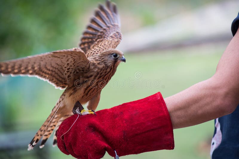 Falk fotografering för bildbyråer. Bild av horisontal - 97968031
