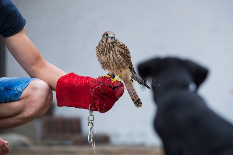 Falk fotografering för bildbyråer. Bild av mänskligt - 97968711