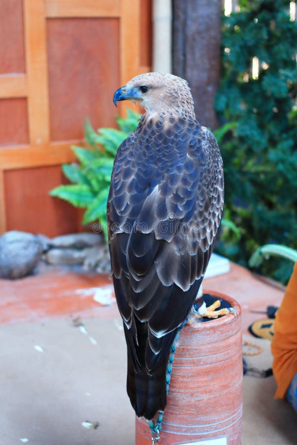 Falke stockbild. Bild von nahaufnahme, feder, schnabel - 100047495