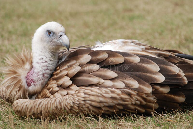 Falke stockbild. Bild von charakteristisch, feder, braun - 4894819