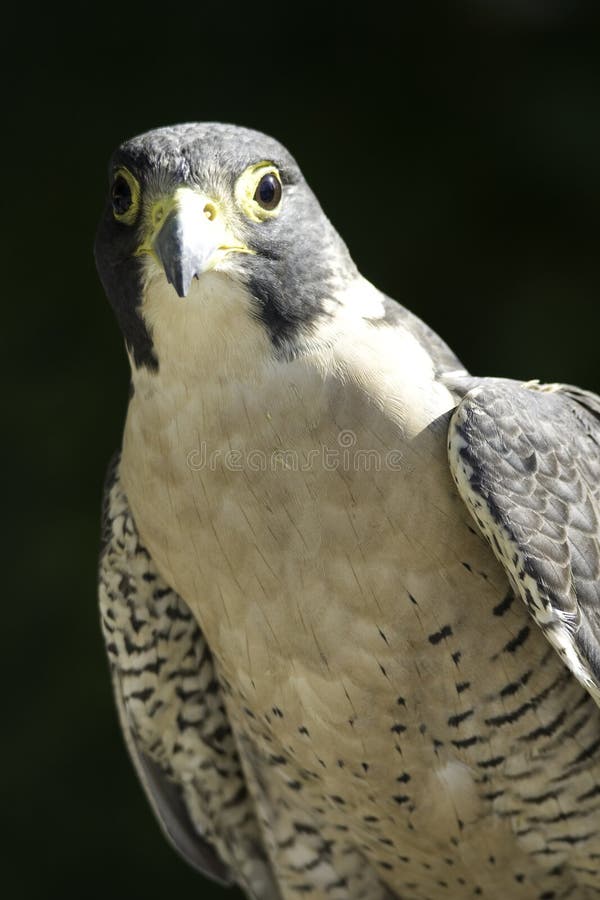 Falke stockfoto. Bild von lebewesen, betriebsbereit, feder - 6648088