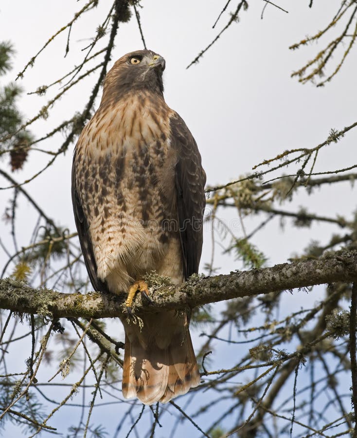 Falke Gehockt Hallo in Einem Baum. Stockbild - Bild von flügel, feder ...