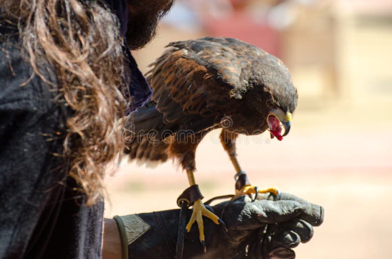 Falke Hockte Auf Einem Falkner ` S Handschuh Redaktionelles Foto - Bild ...