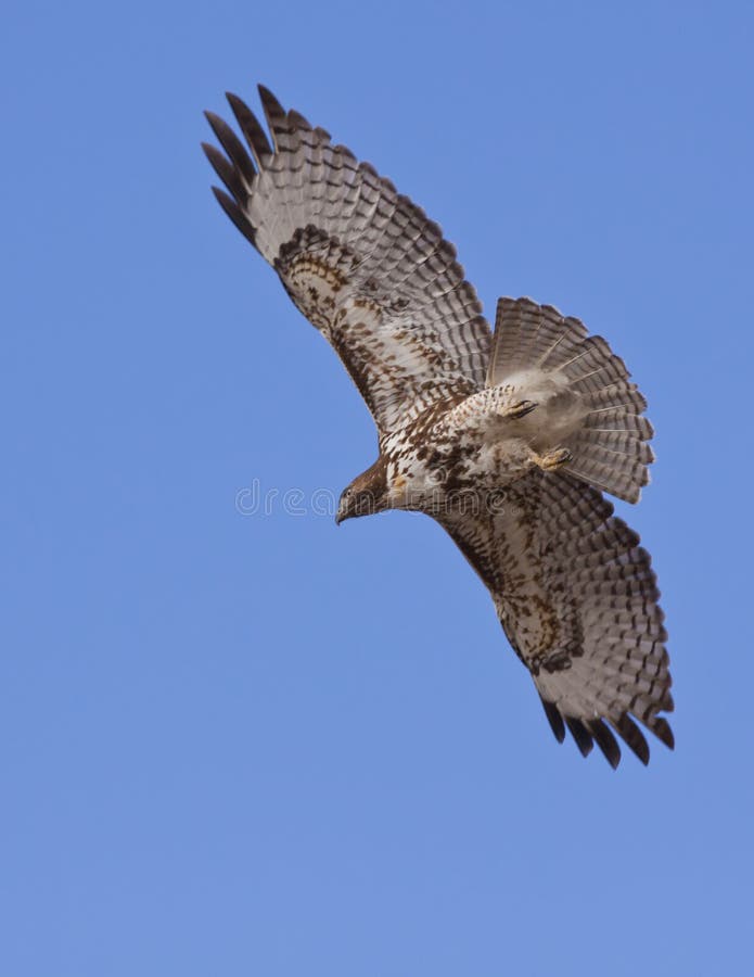 Falke im Flug stockbild. Bild von flug, heftig, schlag - 23315799