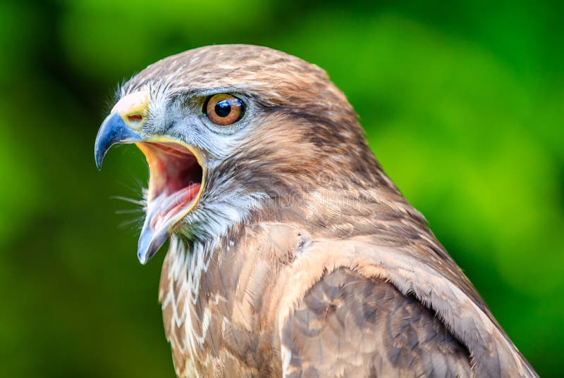 Falke Mit Geöffnetem Schnabel Stockfoto - Bild von feder, ackerland ...