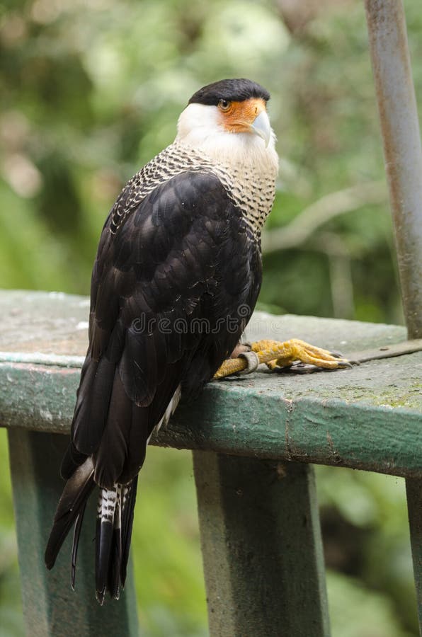 Falke-Vogel stockfoto. Bild von jagd, inländisch, vogel - 76306100
