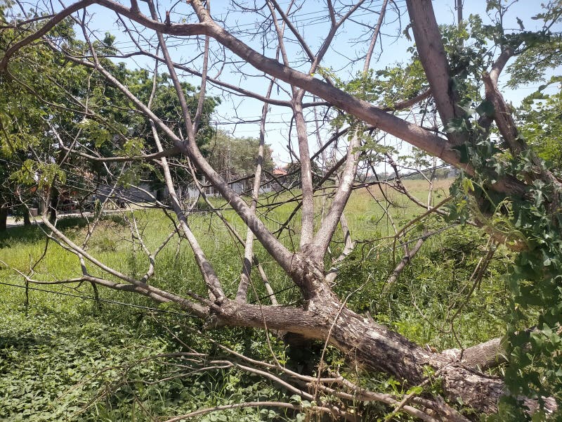 Falken Tree Stock Photos - Free & Royalty-Free Stock Photos from Dreamstime