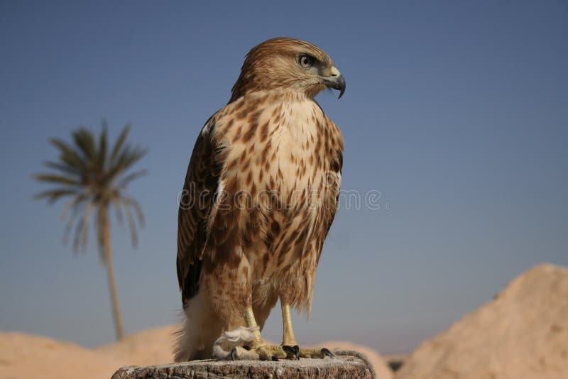 Falke, Falknerei, Falkner stockbild. Bild von falke, raubvogel - 12565319