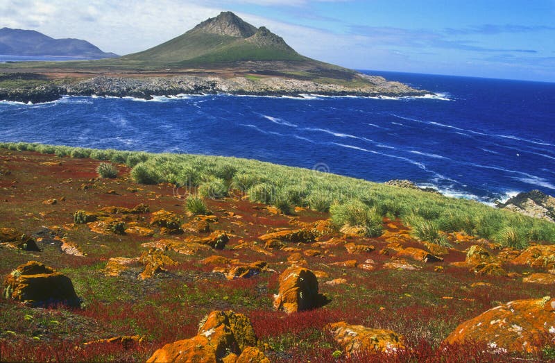 Falkland Islands, Steeple Jason Stock Photo - Image of tourist ...
