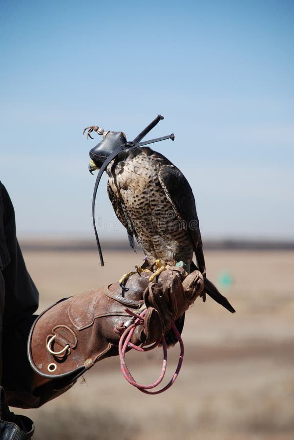 Falke, Falknerei, Falkner stockbild. Bild von falknerei - 12565319