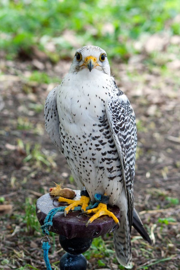 Vit falk arkivfoto. Bild av natur, falsk, angus, vild - 32175840