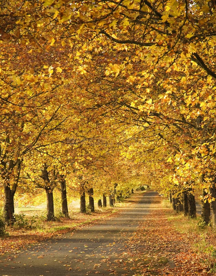 Fall foliage stock photo. Image of autumn, color, foliage - 25714