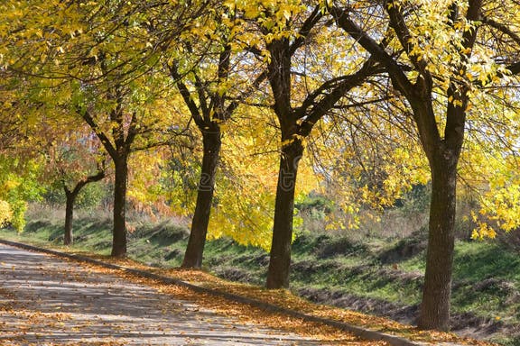 Fall stock photo. Image of treetop, park, colours, treeline - 11342600