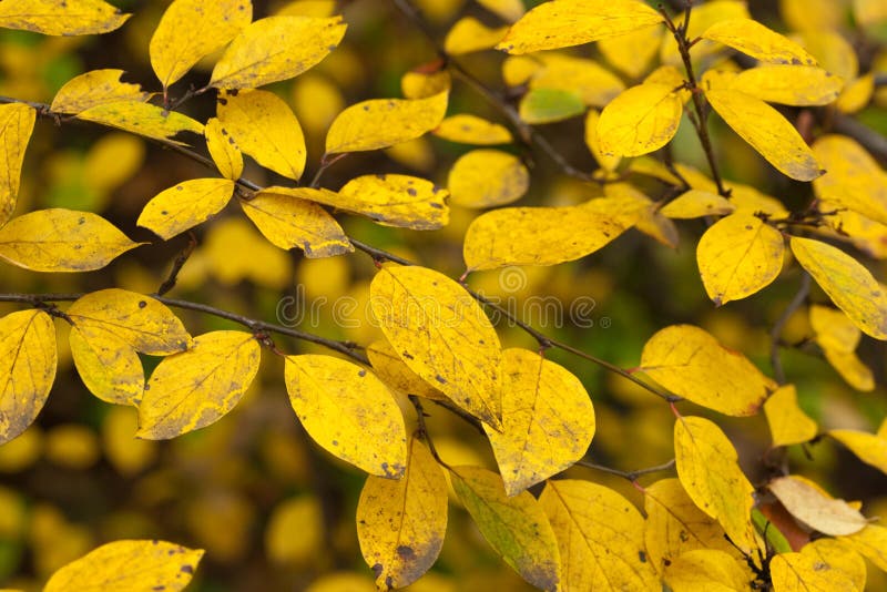 Fall stock photo. Image of tree, october, leaf, month - 12946278