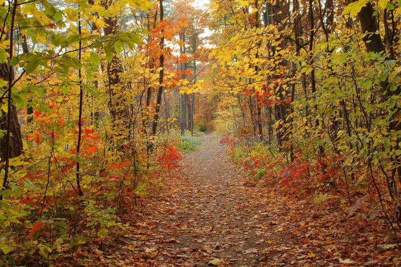 Fall stock image. Image of peace, colours, scene, wooden - 63201