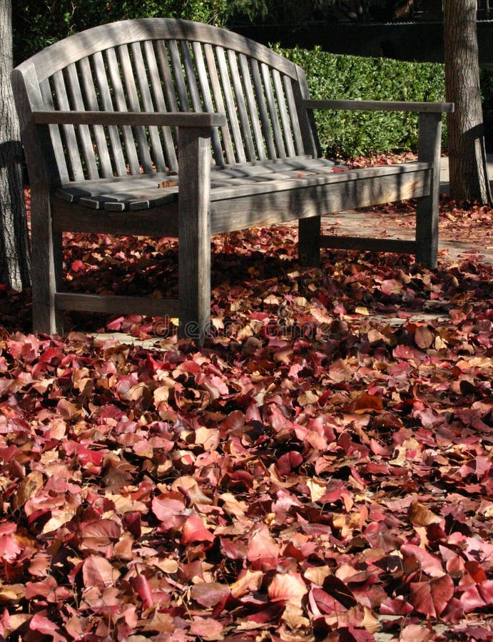 Into Fall stock photo. Image of falling, rustle, trees - 255322
