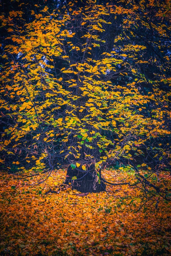 FALL in the Park. Prague, Czech Republic Stock Photo - Image of travel ...