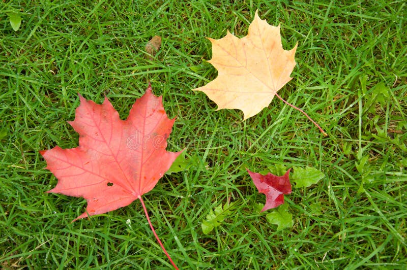 Fall stock photo. Image of grass, tree, fall, plant, season - 26679766
