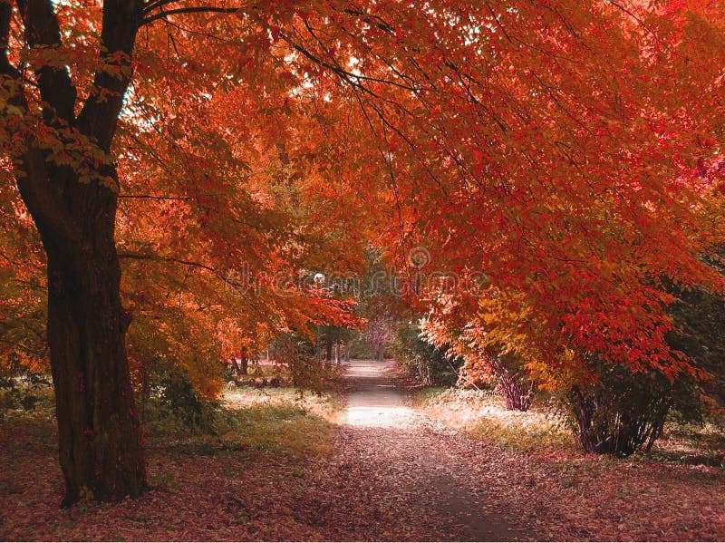 Red autumn scene stock image. Image of seedling, hardwood - 22759473