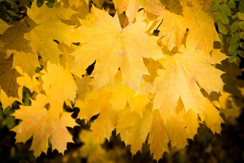 Fall stock image. Image of september, seasonal, tree, leaf - 7255017