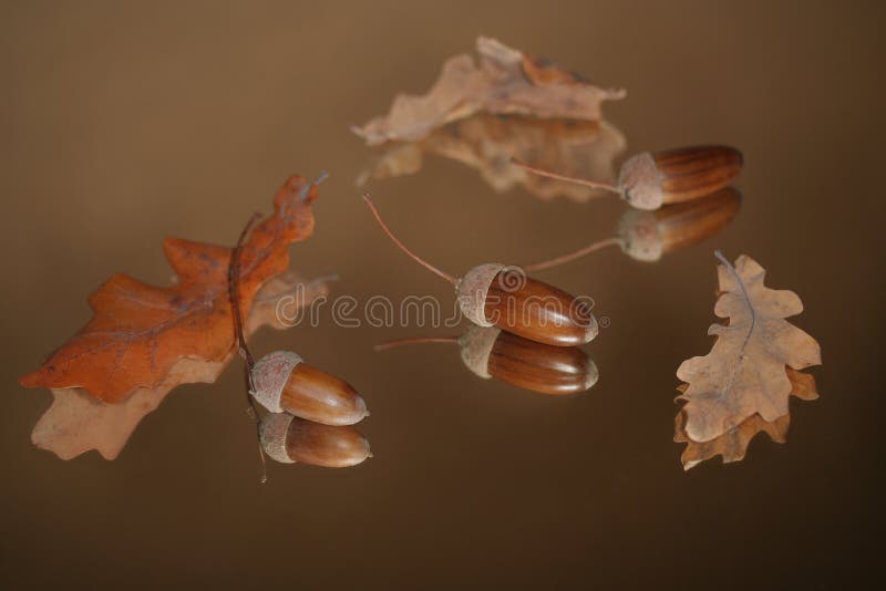 Fall stock photo. Image of fallen, still, fall, brown, leaf - 855794