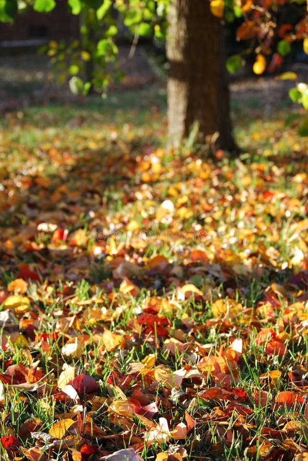 Fall afternoon stock photo. Image of natural, happiness - 3760056