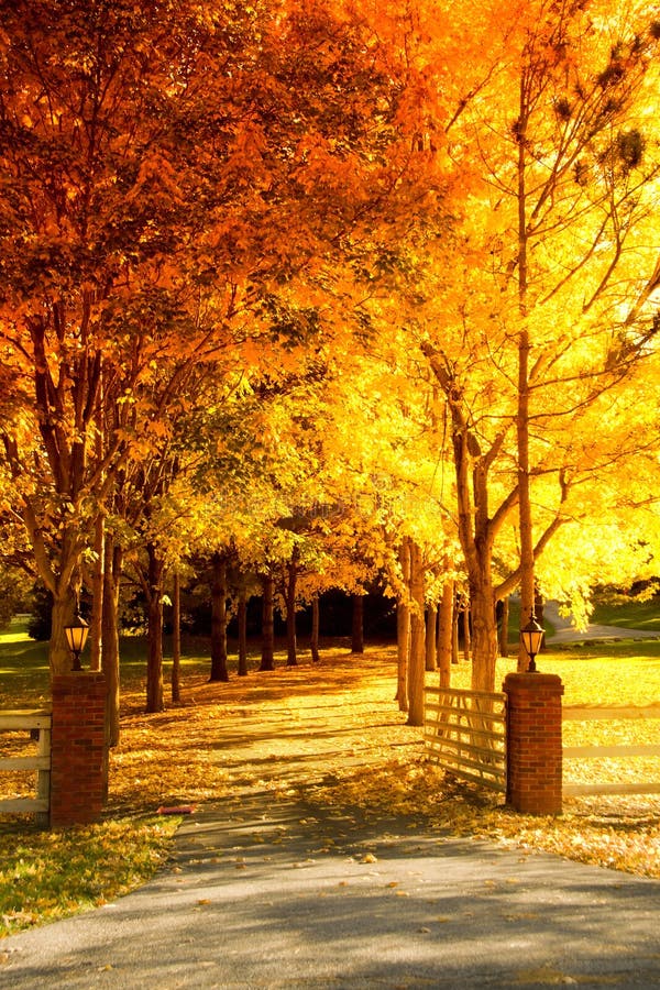 Fall alley stock image. Image of vibrant, gate, ground - 6090925