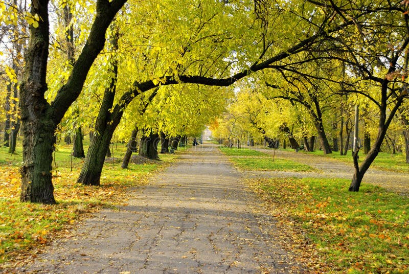 Fall alley in park stock photo. Image of outdoors, pathway - 80525032