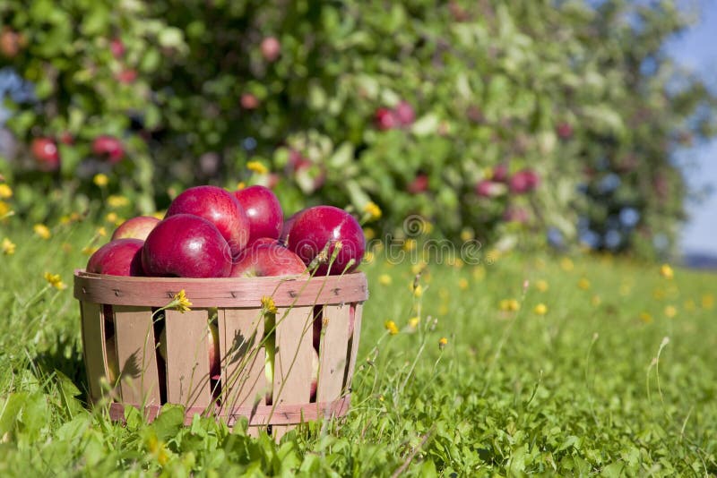 Apple harvest stock photo. Image of healthy, fruit, fall - 11000078