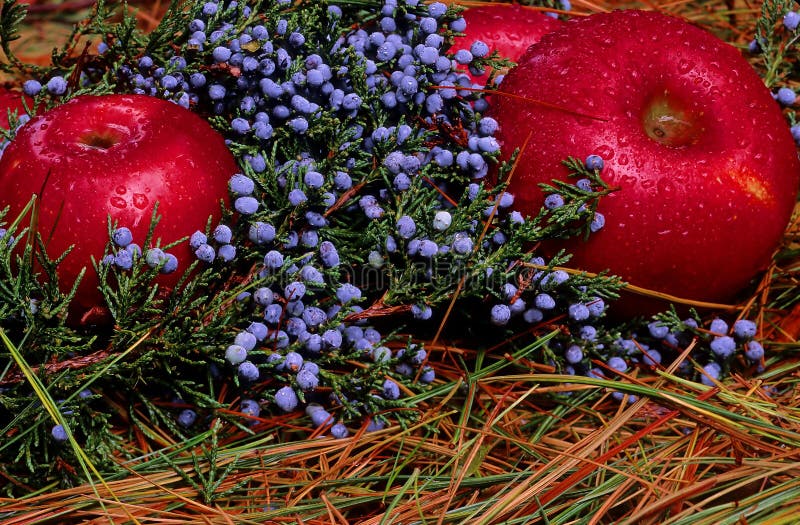 Fall Apples stock photo. Image of apples, fall, apple - 1245456