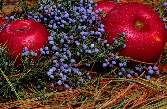 Fall Apples stock photo. Image of apples, fall, apple - 1245456