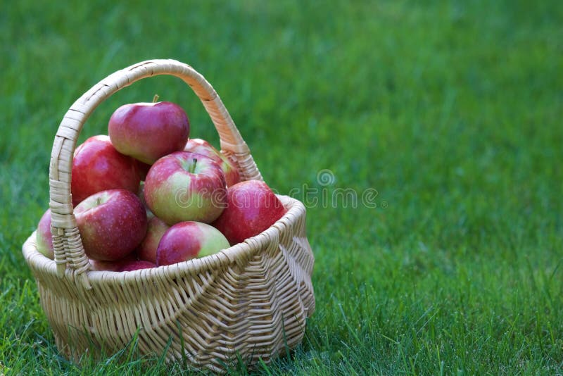 Fall Apples stock image. Image of freshly, agriculture - 99719965