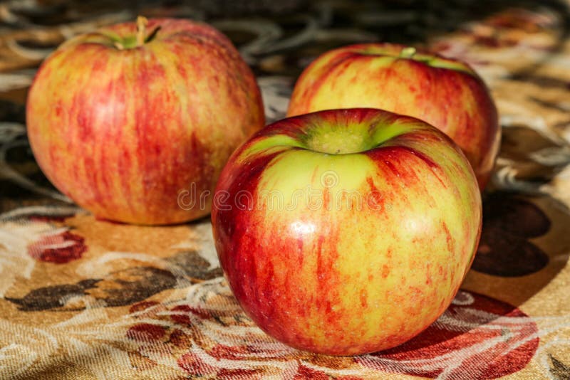 Fall Apples in Natural Light Stock Image - Image of apple, fruit: 159204663