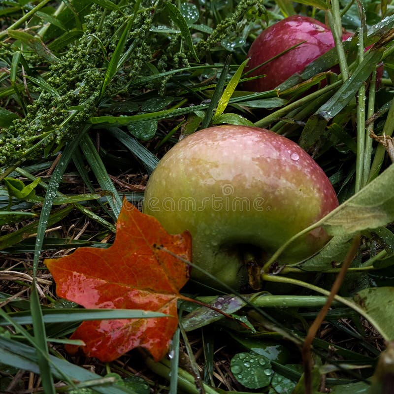Fall stock image. Image of applepicking, tiny, apples - 78849545