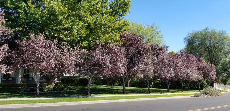 Fall is approaching stock photo. Image of leaves, fall - 131031354