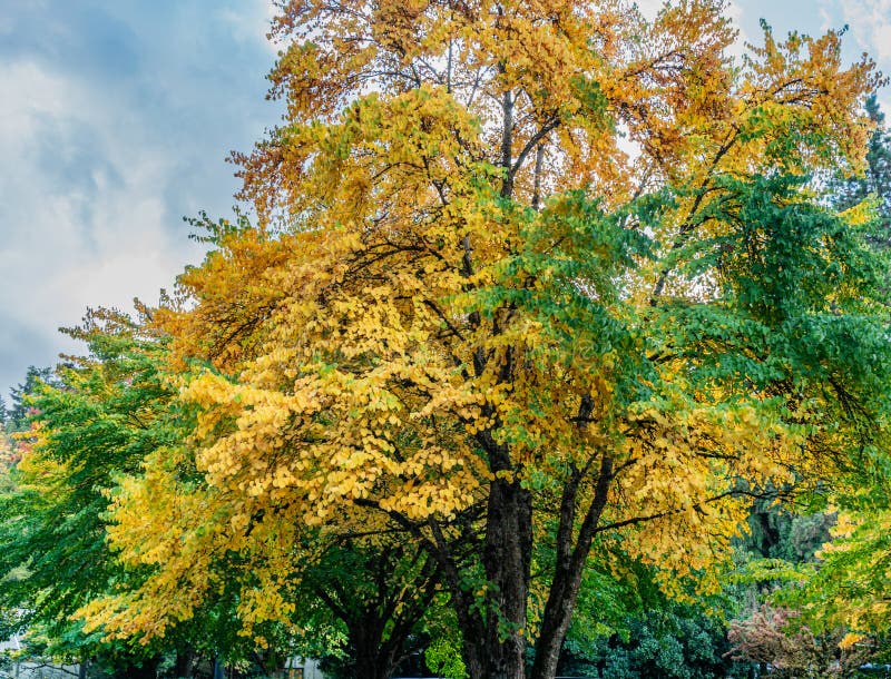 Seattle Arboritum Stock Photos - Free & Royalty-Free Stock Photos from ...