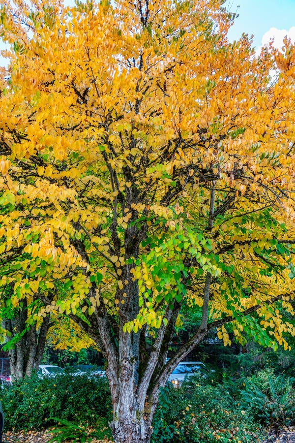 Arborieum Stock Photos - Free & Royalty-Free Stock Photos from Dreamstime