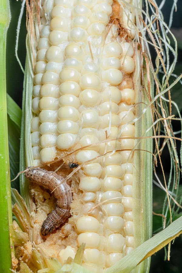 Fall Armyworm Spodoptera Frugiperda On Corn Leaf. Stock Photo - Image ...